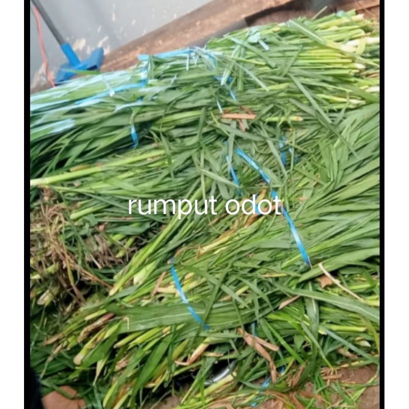 Jual rumput odot pakan ternak minim 1 ton | Shopee Indonesia