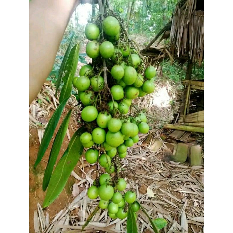 Jual buah gandaria jatake muda banyak manfaat 500gr murah | Shopee ...