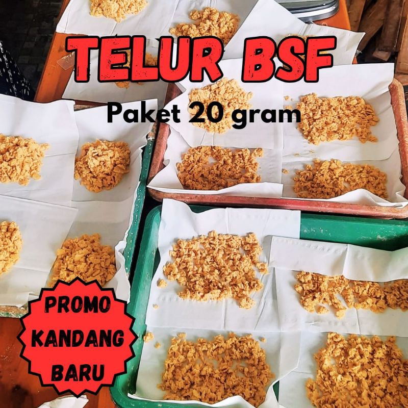 Jual TELUR BSF BERKUALITAS 20 gram | Shopee Indonesia