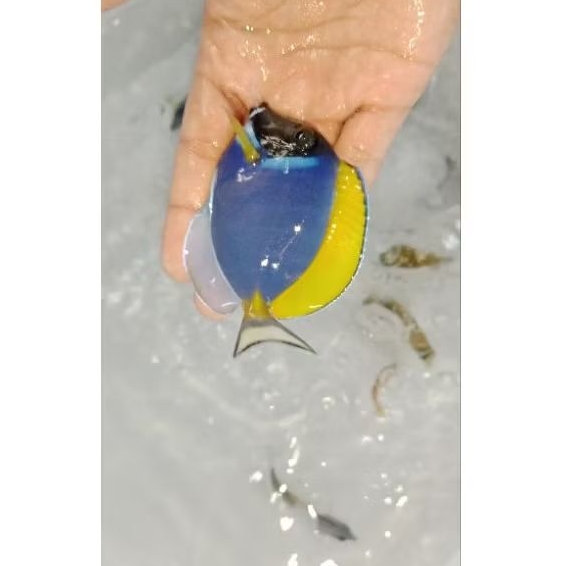 Jual Ikan Hias Laut Botana Biru | Shopee Indonesia