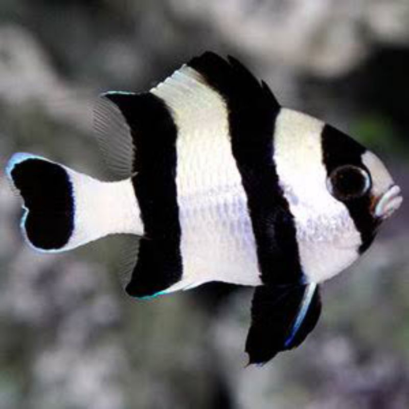 Jual ikan betok zebra air laut | Shopee Indonesia
