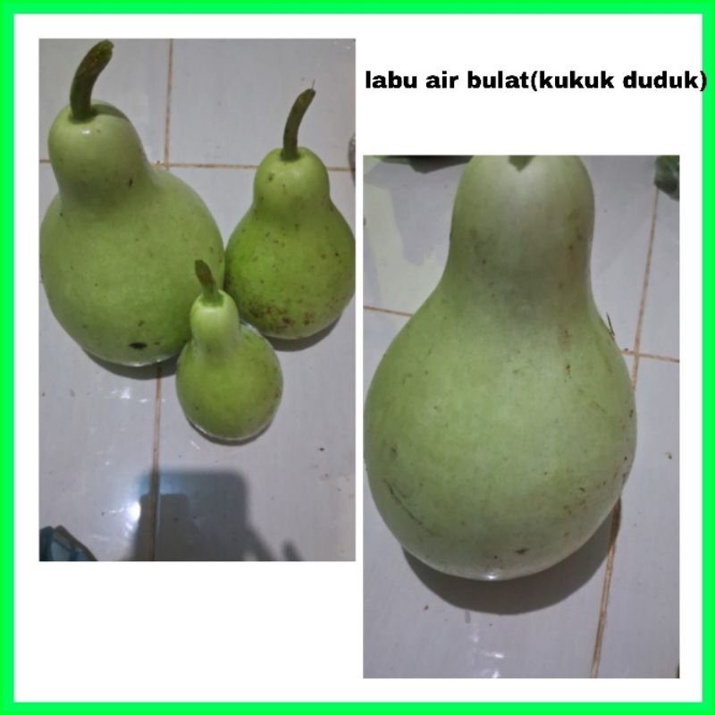Jual biji benih labu air bulat/kukuk duduk isi (200 biji ) | Shopee ...