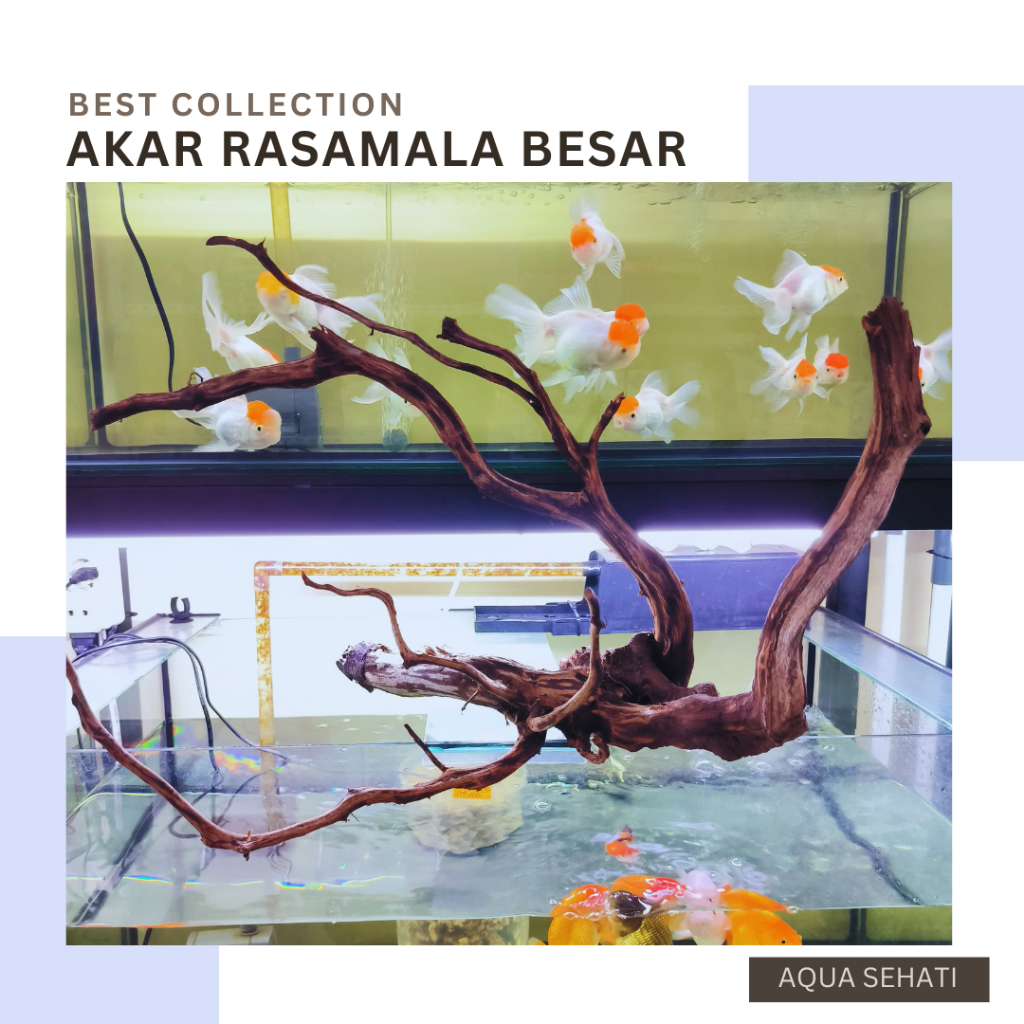 Jual Hiasan Aquascape Akar Kayu Rasamala / Akar Hardscape Rasamala ...