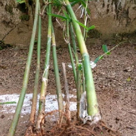 Jual Bibit bambu jepang asli 30cm | Shopee Indonesia