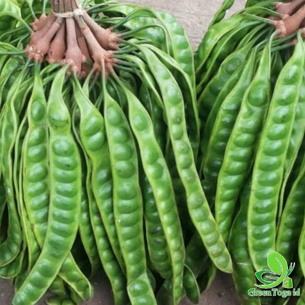 Jual Petai PETE 20 lonjor Madiun: Segar dan Nikmat | Shopee Indonesia