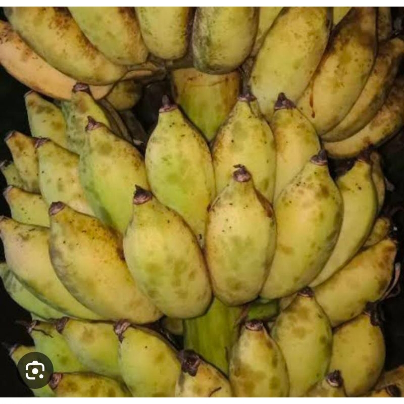 Jual Pisang Raja Bandung Uter Setengah Matang 1 Sisir Murah Fresh Segar Baru Petik | Shopee ...