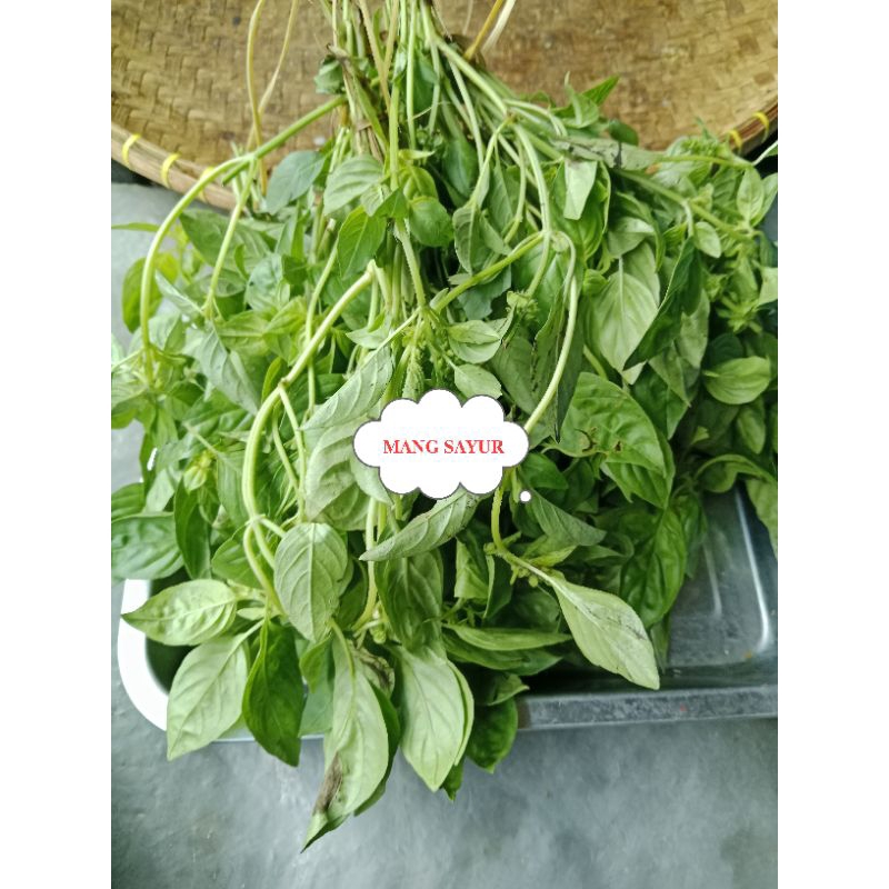 Jual kemangi lalapan surawung | Shopee Indonesia