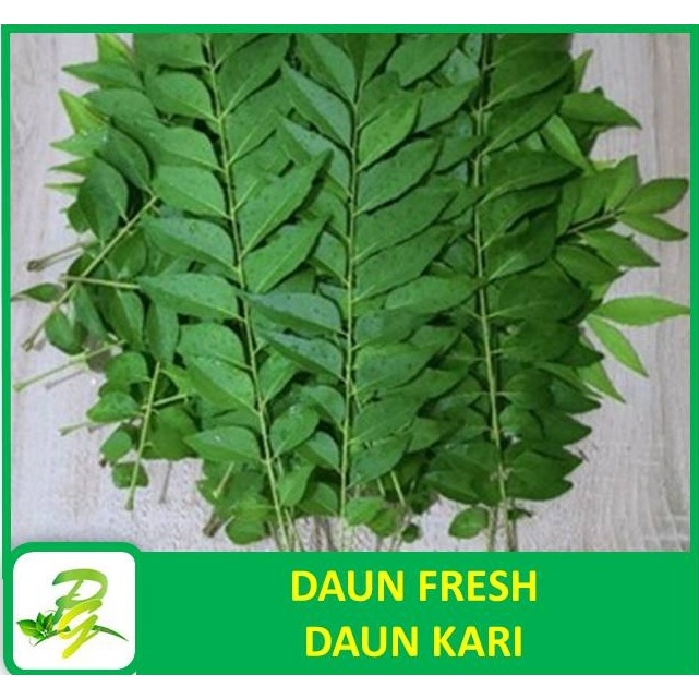 Jual PEERINA DAUN FRESH - Daun Kari Fresh Daun Salam Koja Temurui Asli ...