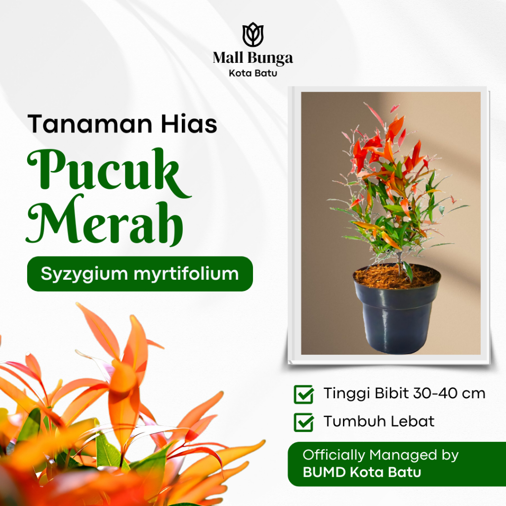 Jual Bibit Pucuk Merah - Tanaman Hias Daun Pucuk Merah Tinggi Bibit 30 ...