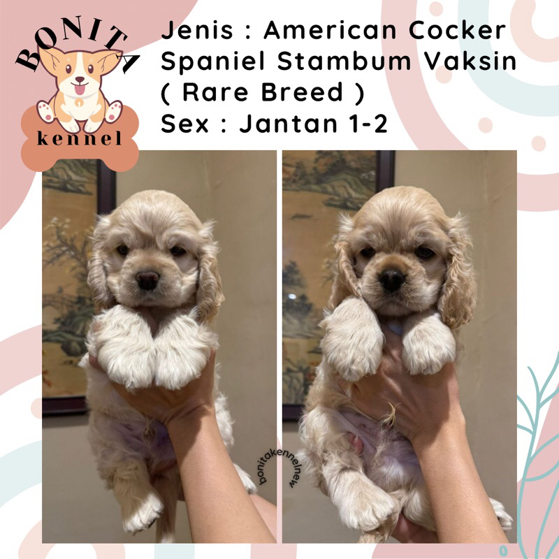 Jual American Cocker Spaniel Stambum Anak Anjing Cocker Spaniel Jantan ...