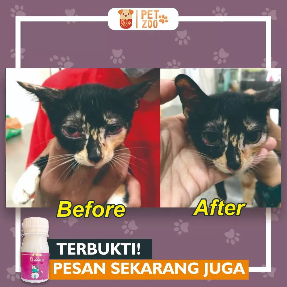 Jual ( FLUZOO ) Obat Flu Kucing Paling Ampuh Obat Batuk Kucing dan Flu ...