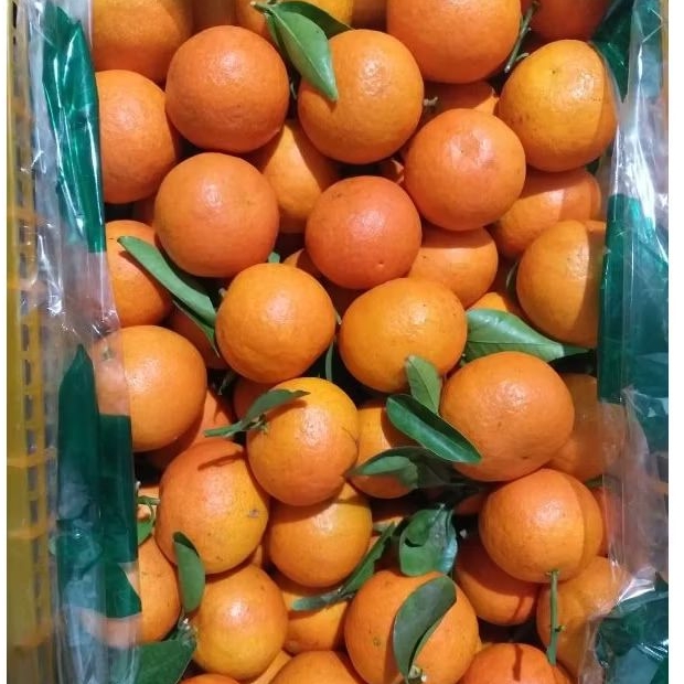 Jual BUAH JERUK SANTANG TANGRIN /kg | Shopee Indonesia