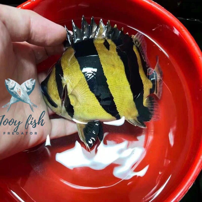 Jual (SEFOOD) datz sumatra 4 bar gold premium original grade 100% ...