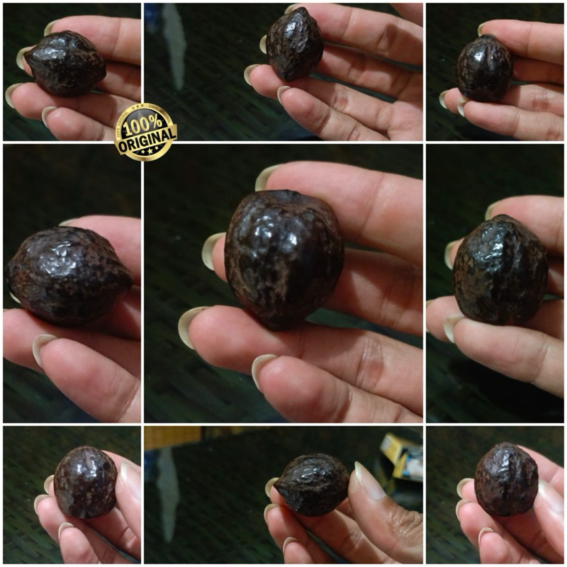 Jual muncang adu jantan tebal garut | Shopee Indonesia