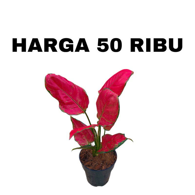 Jual ETALASE HARGA 50 RIBU ( link co live tiktok ) | Shopee Indonesia