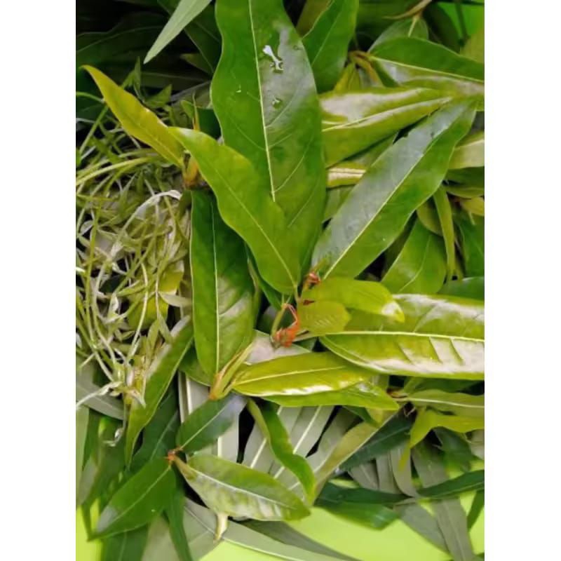 Jual Daun buah loa segar/daun buah ara 1kg fresh petik langsung ...