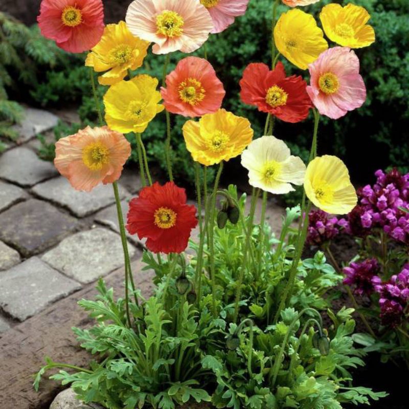 Jual 200 BUTIR BIJI/BENIH BUNGA ICELAND POPPY PAPAVER MIX (Tahan Panas ...