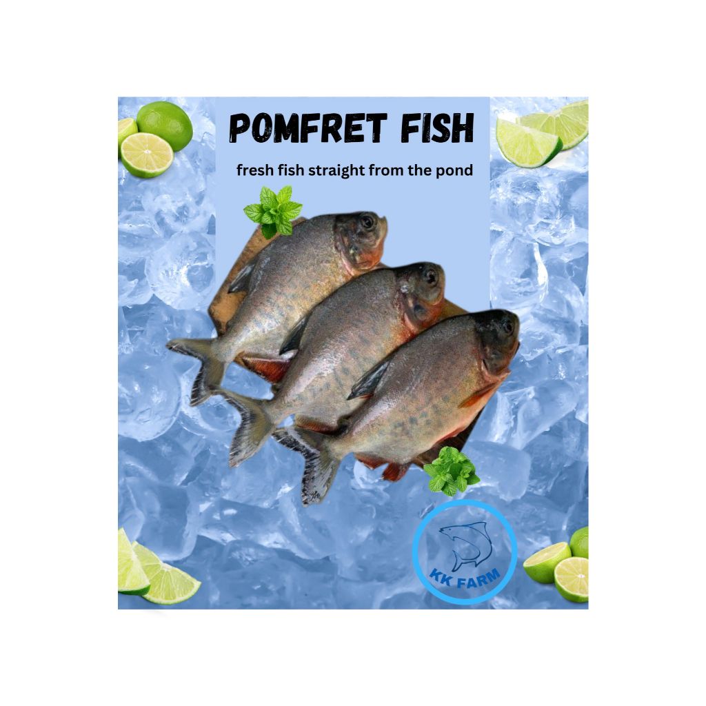 Jual Ikan bawal merah fresh 1Kg ( free dibersihkan dan request potong ...