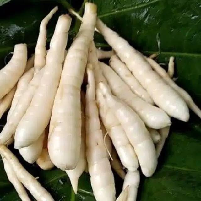 Jual Termurah umbi Garut 1kg atau Tarigu fresh segar dan bersih | Shopee Indonesia