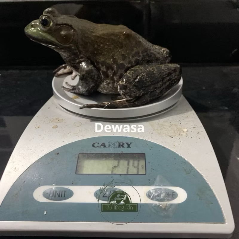 Jual Swike Kodok & Katak Sweeke (Hidup) | Shopee Indonesia