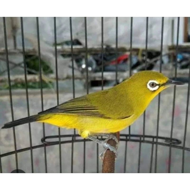 Jual Burung DAKUN Pacitan asli rawatan | Shopee Indonesia