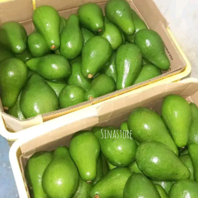Jual ALPUKAT MENTEGA VARIETAS PELUANG FRESH 1KG | Shopee Indonesia
