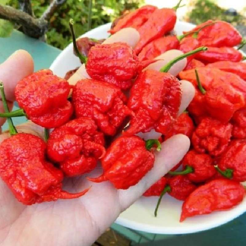 Jual 7 BUTIR BIJI/BENIH CABE CAROLINA REAPER PEPPER (NATURAL SEED ...
