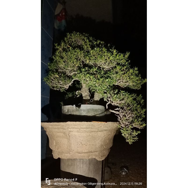 Jual Bonsai santigi | Shopee Indonesia