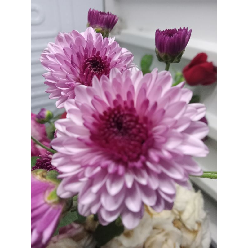 Jual aster bunga dekorasi bunga aster potong per ikat isi 10 tangkai ...