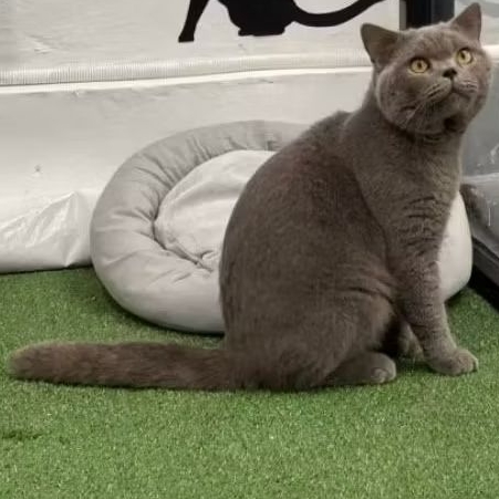 Jual kucing bsh ped jantan sertifikat double (cfa transfered wcf ...
