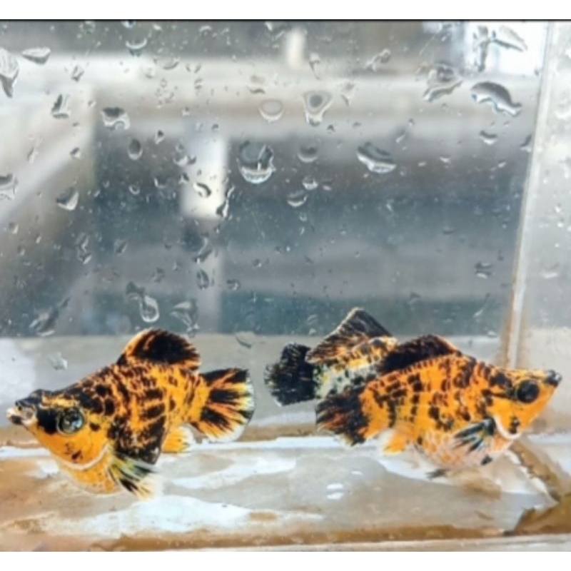 Jual molly balon leopard gold rountail | Shopee Indonesia