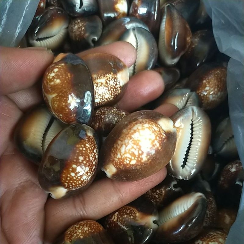 Jual 100gr - biji bekel kerang asli warna hitam atau kewuk hitam untuk ...