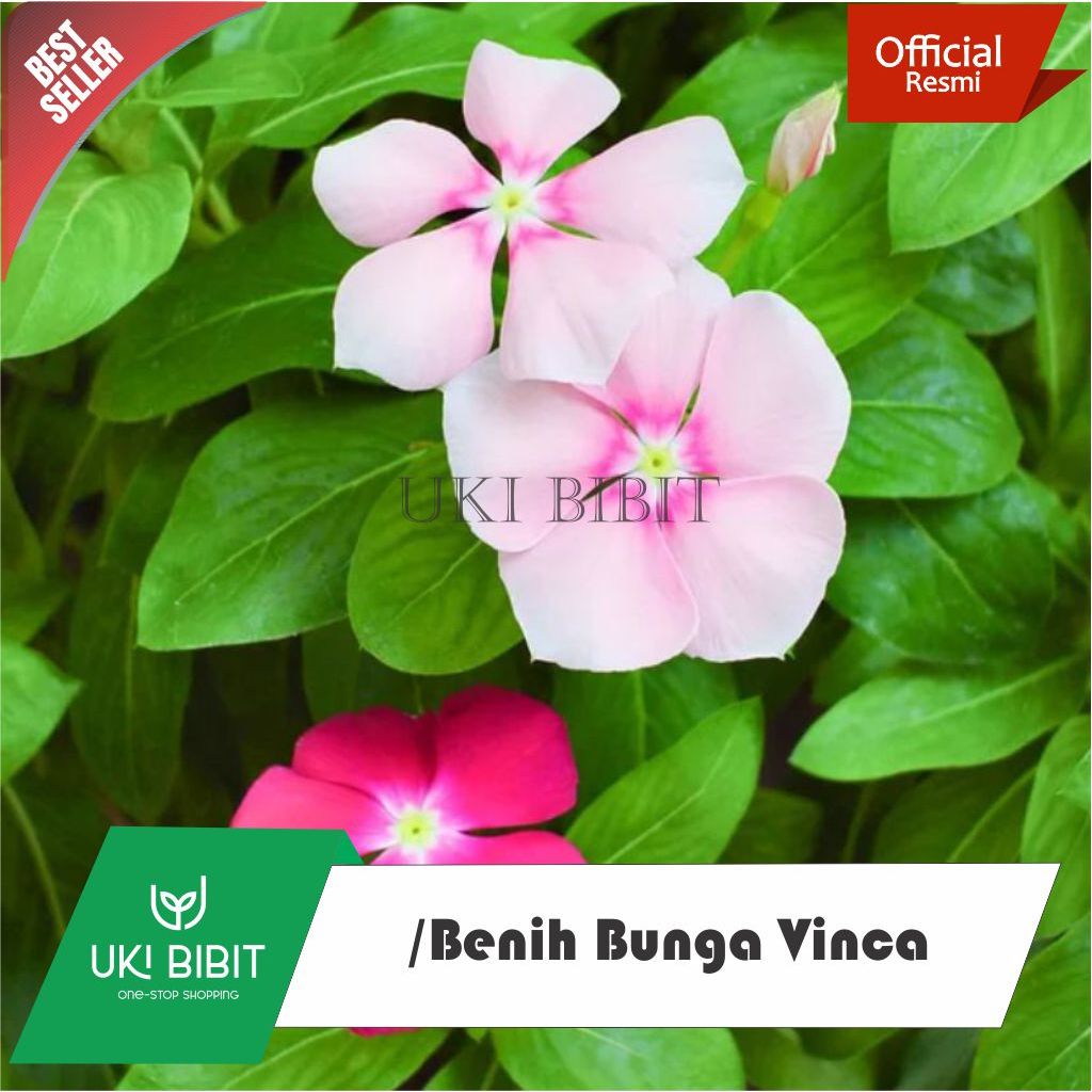 Jual ( 10 Butir ) Benih Bunga Vinca | Tapak Dara | Shopee Indonesia
