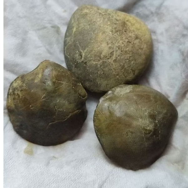 Jual Batu posil kijing bungkem asli temuan sungai | Shopee Indonesia