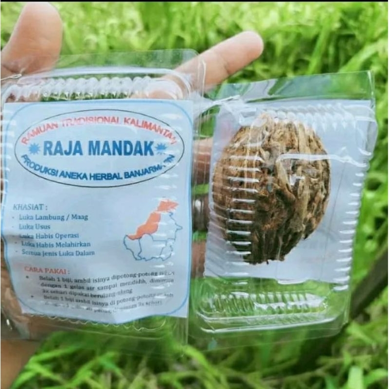 Jual buah raja mandak obat tradisional | Shopee Indonesia