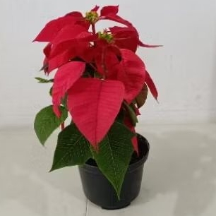 Jual bunga katsuba /pohon katsuba asli | Shopee Indonesia