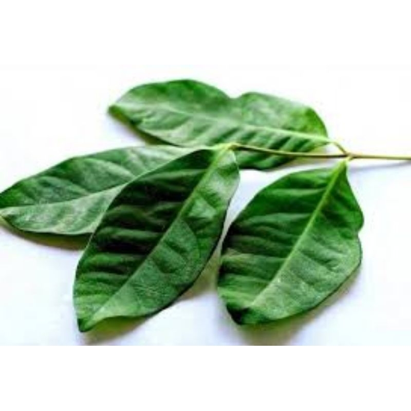 Jual Daun salam 50 lembar ( dapat bonus tambahan ) | Shopee Indonesia
