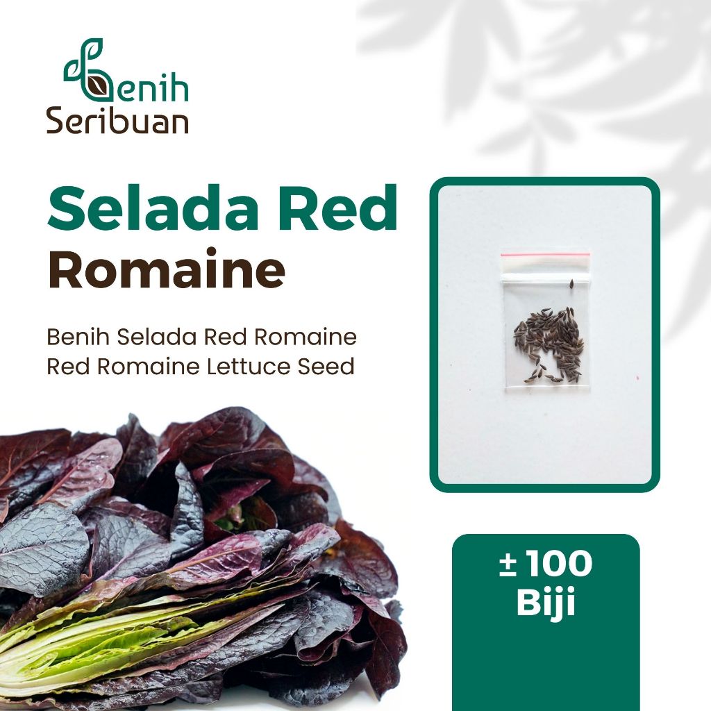 Jual 100 Benih Bibit Selada Romaine Merah Sayuran Lettuce Red Romaine Sayur Kaya Gizi Known You ...