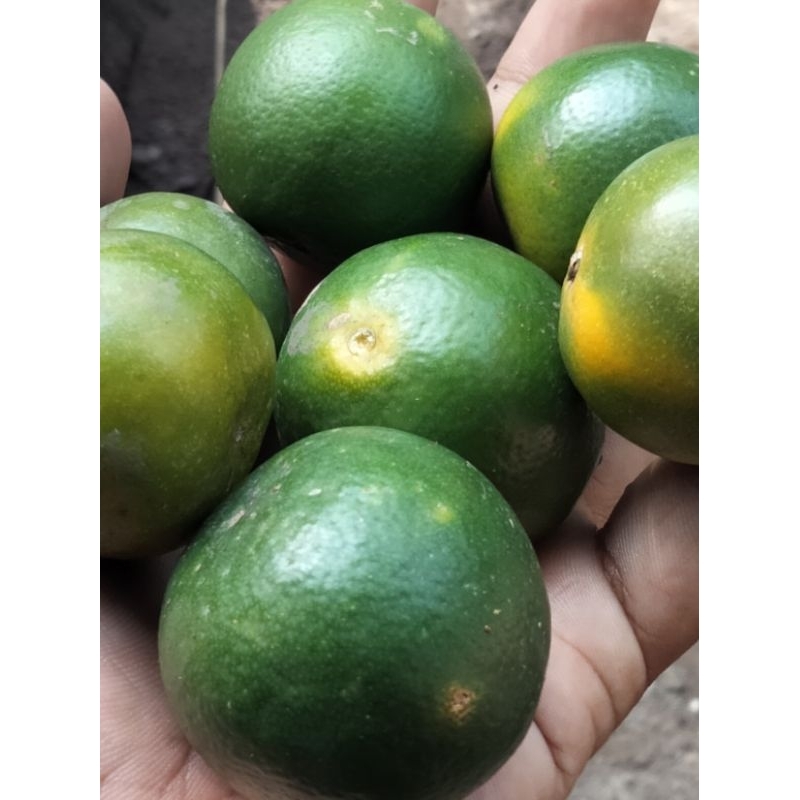 Jual Jeruk songkit / jeruk kasturi / jeruk lemon cui 250gr(Selalu ready ...