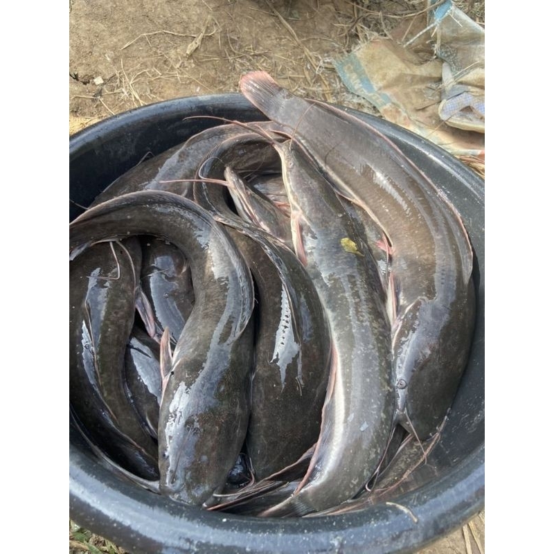 Jual Ikan Lele Fresh 500g | Shopee Indonesia