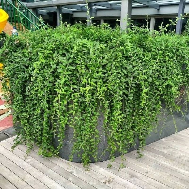 Jual Tanaman Lee Kwan Yu - Lee Kuan Yew - Tanaman Menjuntai - Lee kwan yu - Lee Kwan Yu ...