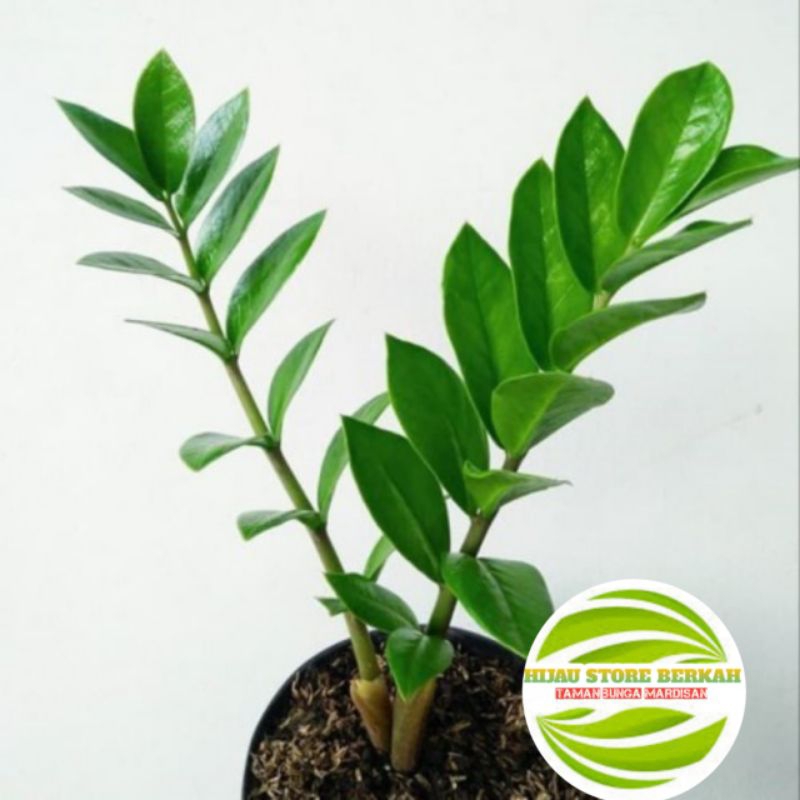 Jual Tanaman Hias Zamia Dollar | Shopee Indonesia