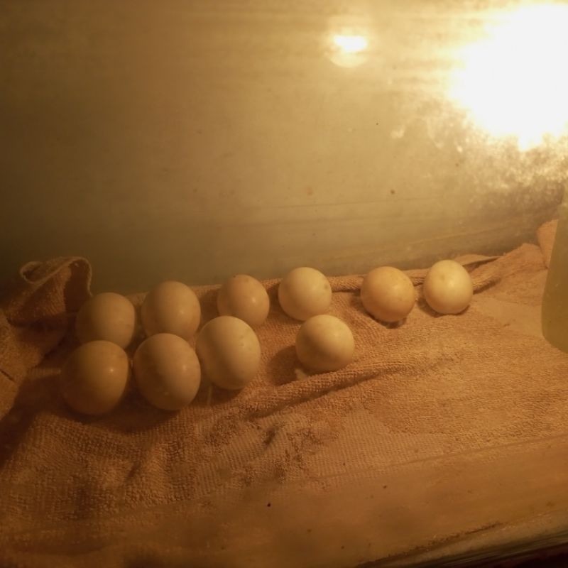 Jual TELUR MENTOK ENTOK ENTOG JENIS RAMBON | Shopee Indonesia