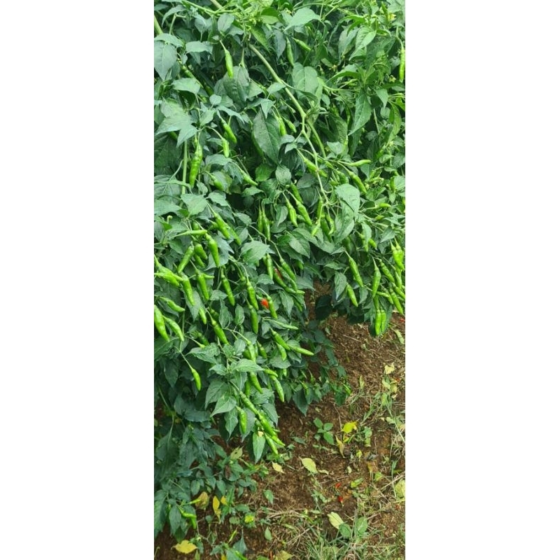 Jual benih rawit hijau caplak unggul | Shopee Indonesia