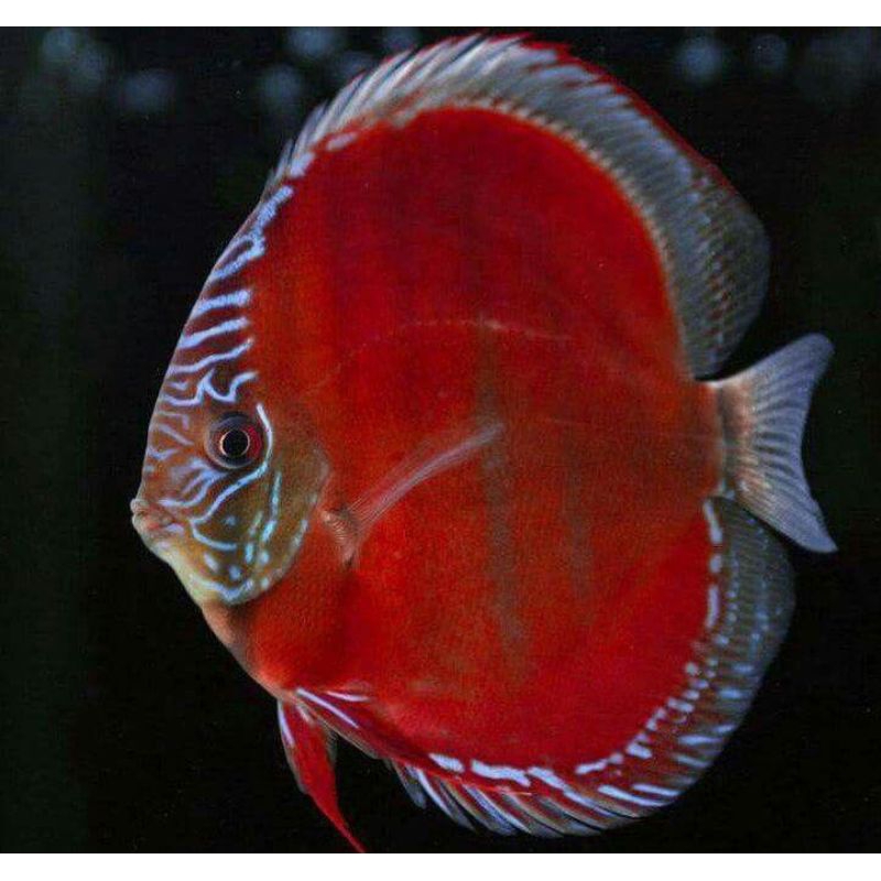 Jual Discus Alenquer Ikan Hias Aquarium | Shopee Indonesia
