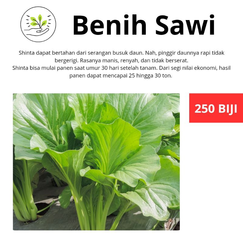 Jual 250 biji Benih sawi hijau Bibit Sayuran Tanaman Sayur Seribuan ...