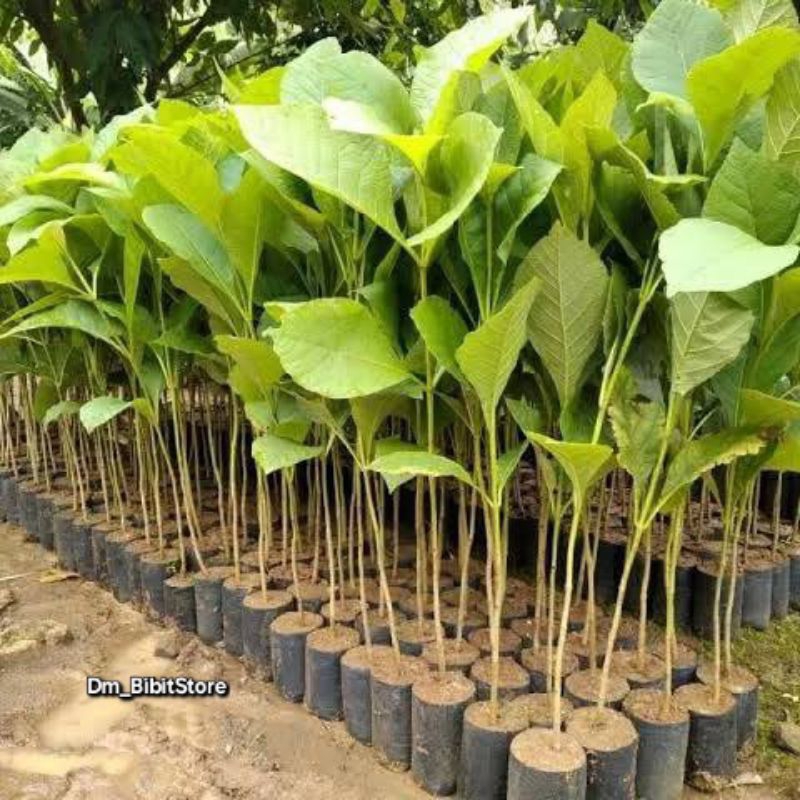 Jual Dapat 5 Bibit Jati Solomon Super Lurus Siap Tanam | Shopee Indonesia