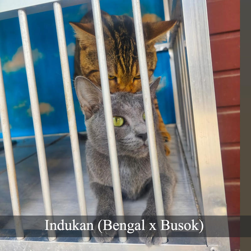 Jual SOLD // Kucing Bengal Kitten (Bengal X Busok) | Shopee Indonesia