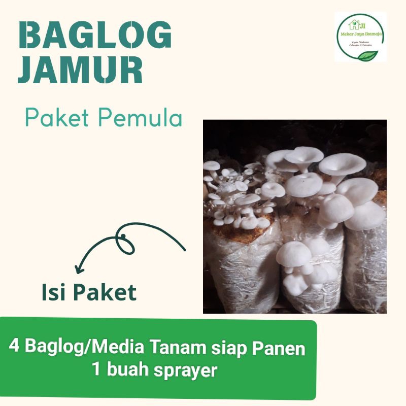 Jual Baglog Jamur Bibit Jamur Media tanam jamur tiram putih siap panen ...