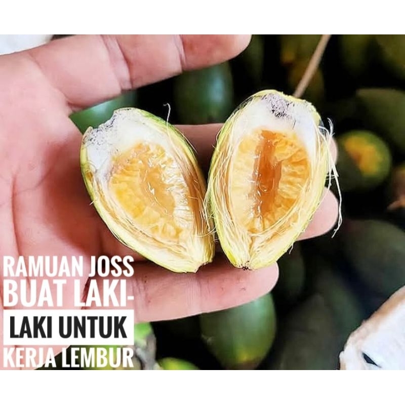 Jual Pinang Muda / Jambe Muda Kualitas Terbaik, 500 Gram | Shopee Indonesia